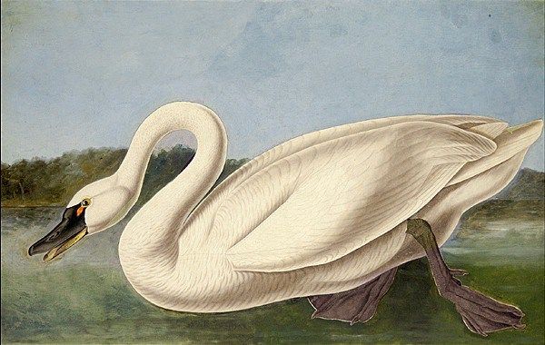 John James Audubon Common American Swan 50% off - ArtExpress.ws