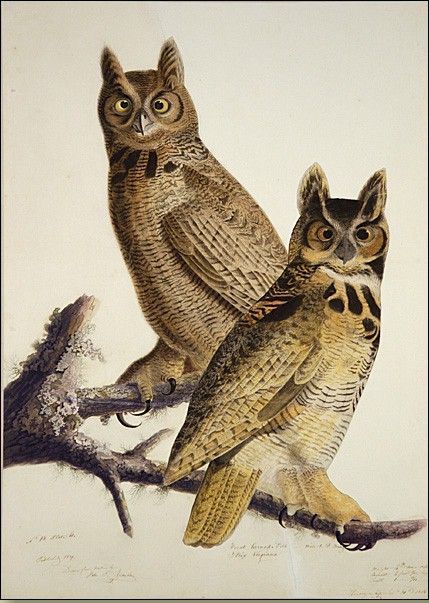John James Audubon Great Horned Owl 50% off - ArtExpress.ws